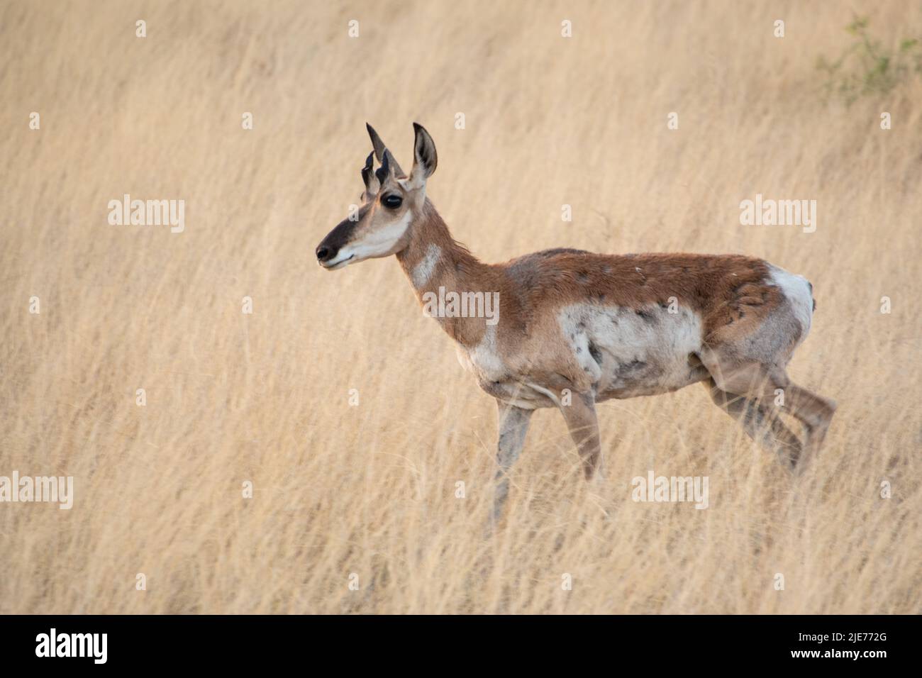 Pronghorn arizona hi-res stock photography and images - Alamy