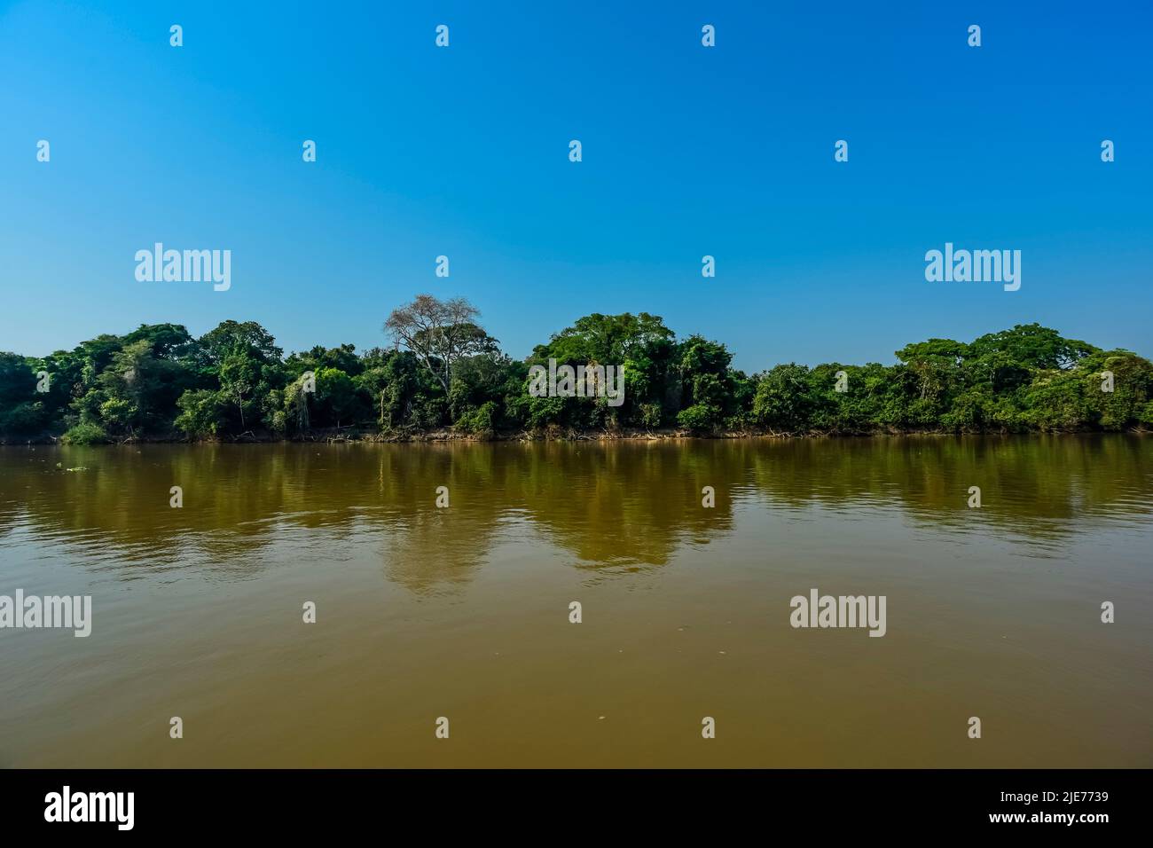Cuiabá river landscape, Pantanal Forest , Mato grosso, Brazil Stock ...