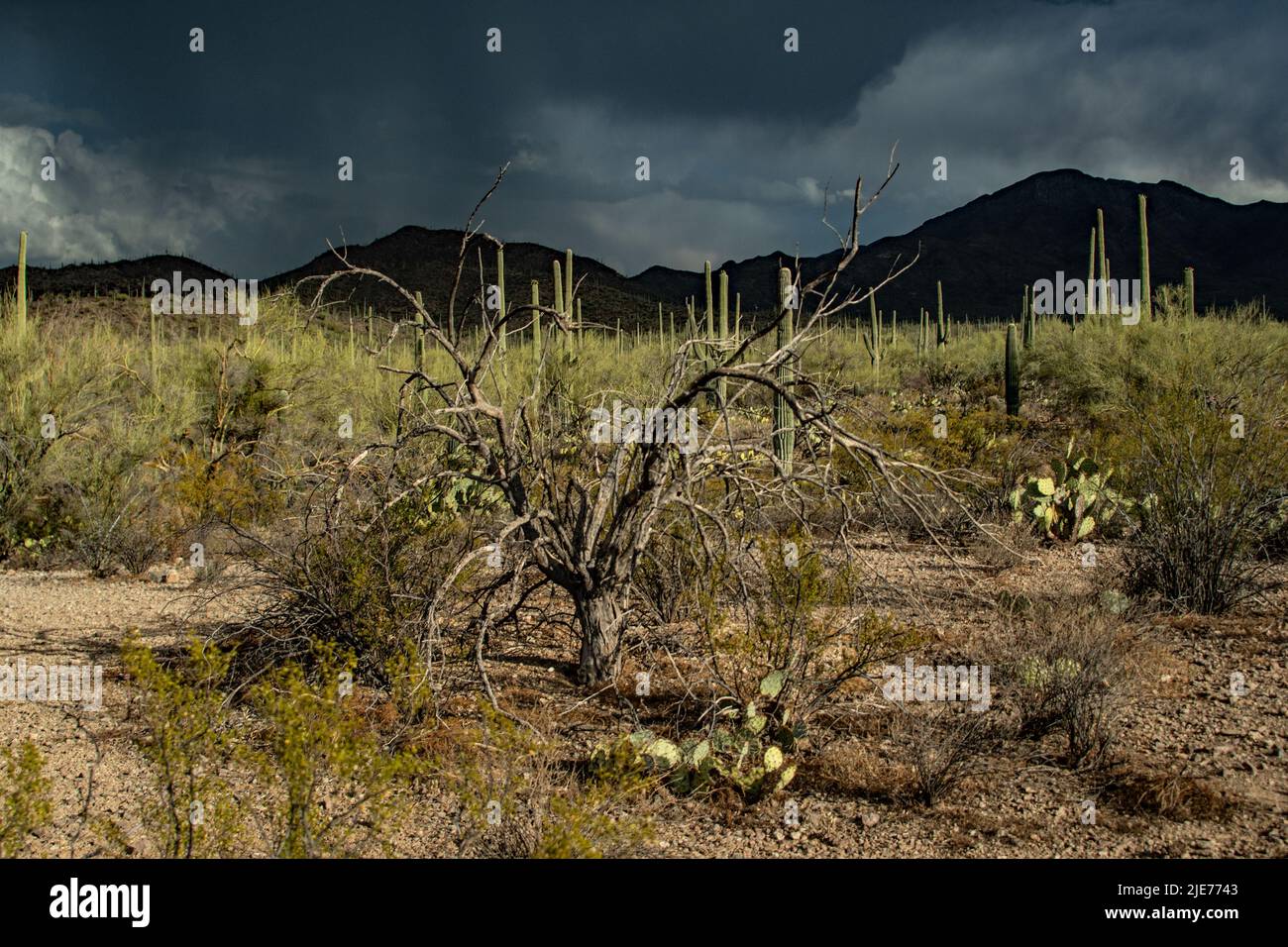 A monsoon storm sweeps over the sonoran desert Stock Photo - Alamy