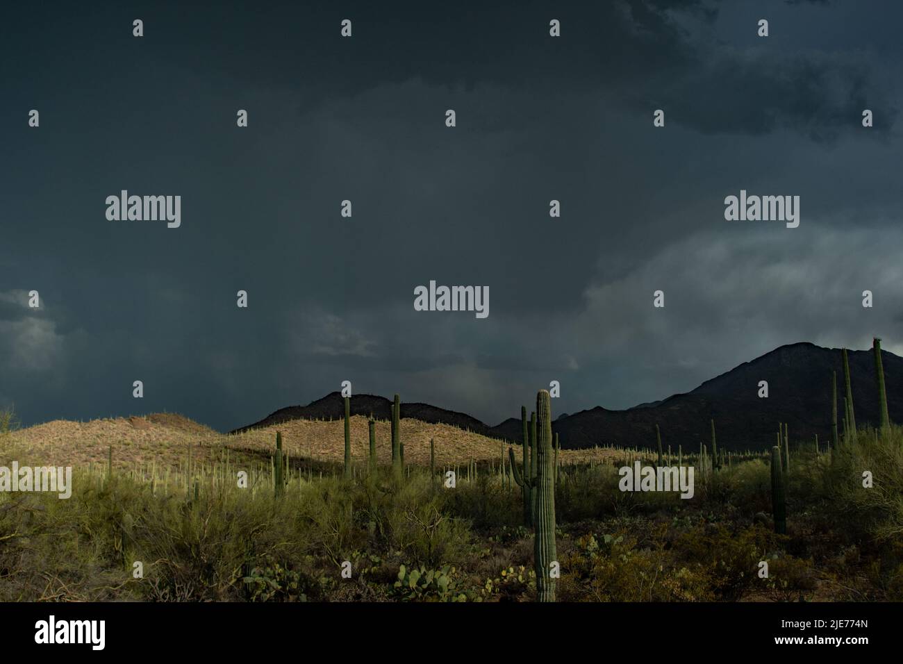 A monsoon storm sweeps over the sonoran desert Stock Photo - Alamy