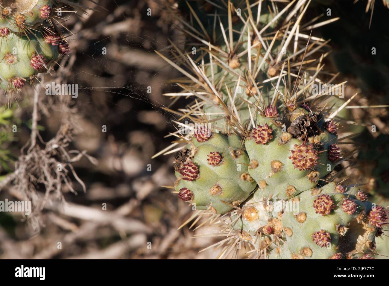 Small ephemeral fleshy red linear leaves alongside persistent spines of ...