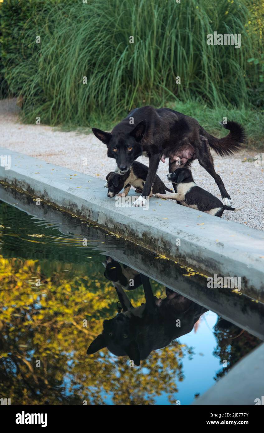 Lactating hi-res stock photography and images - Alamy