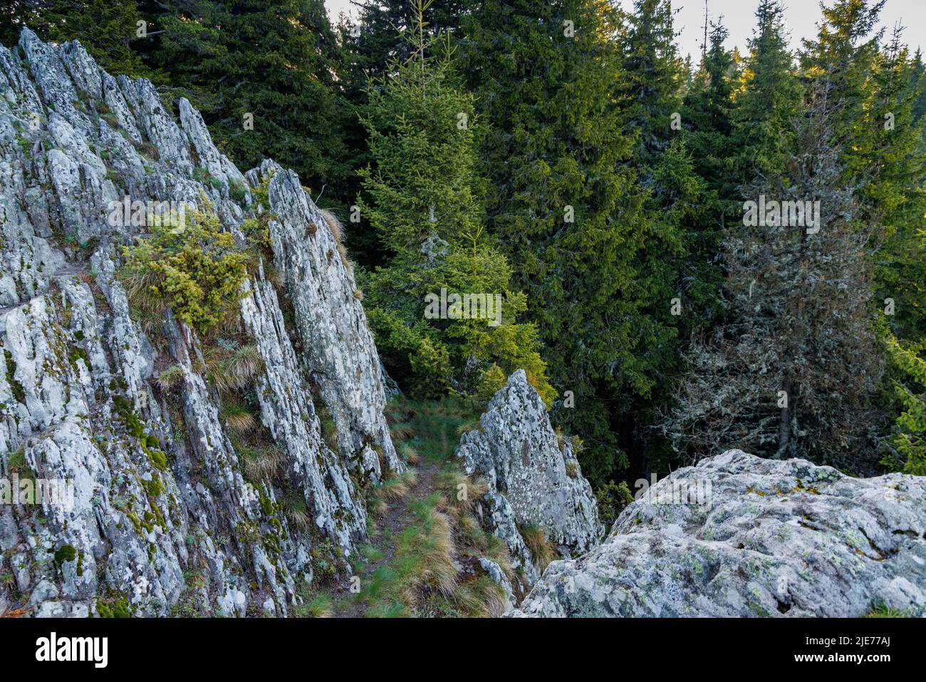 Dense green spruce forest with tall thorny fir trees on steep slopes of ...