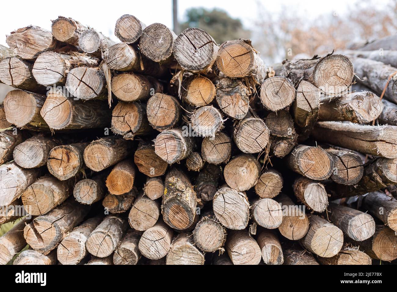 Wood logs on a pile texture background Stock Photo - Alamy