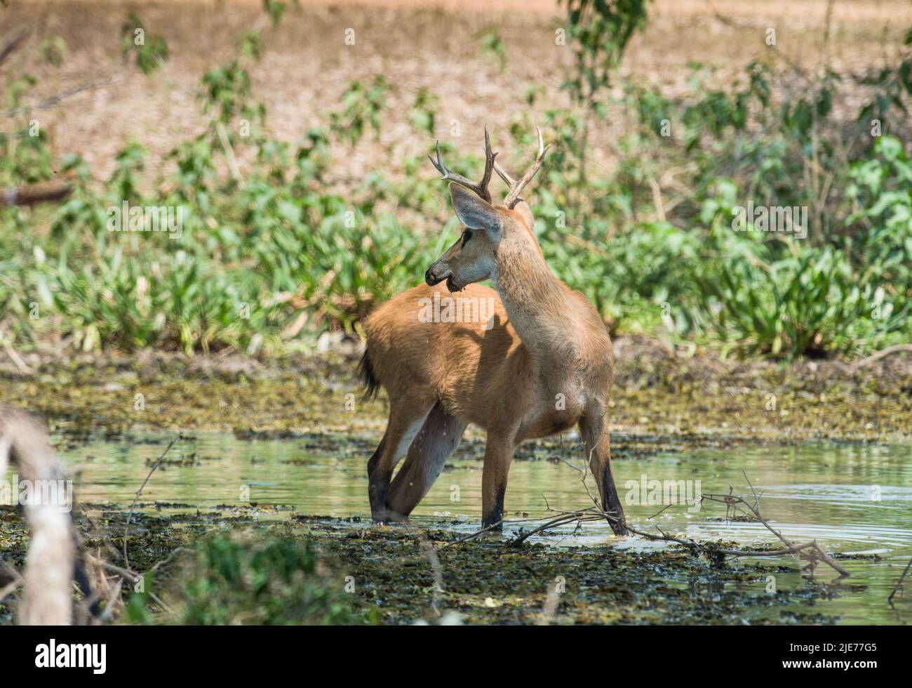 Marsh deer in Pantanal forest environment, Pantanal , Mato Grosso ...