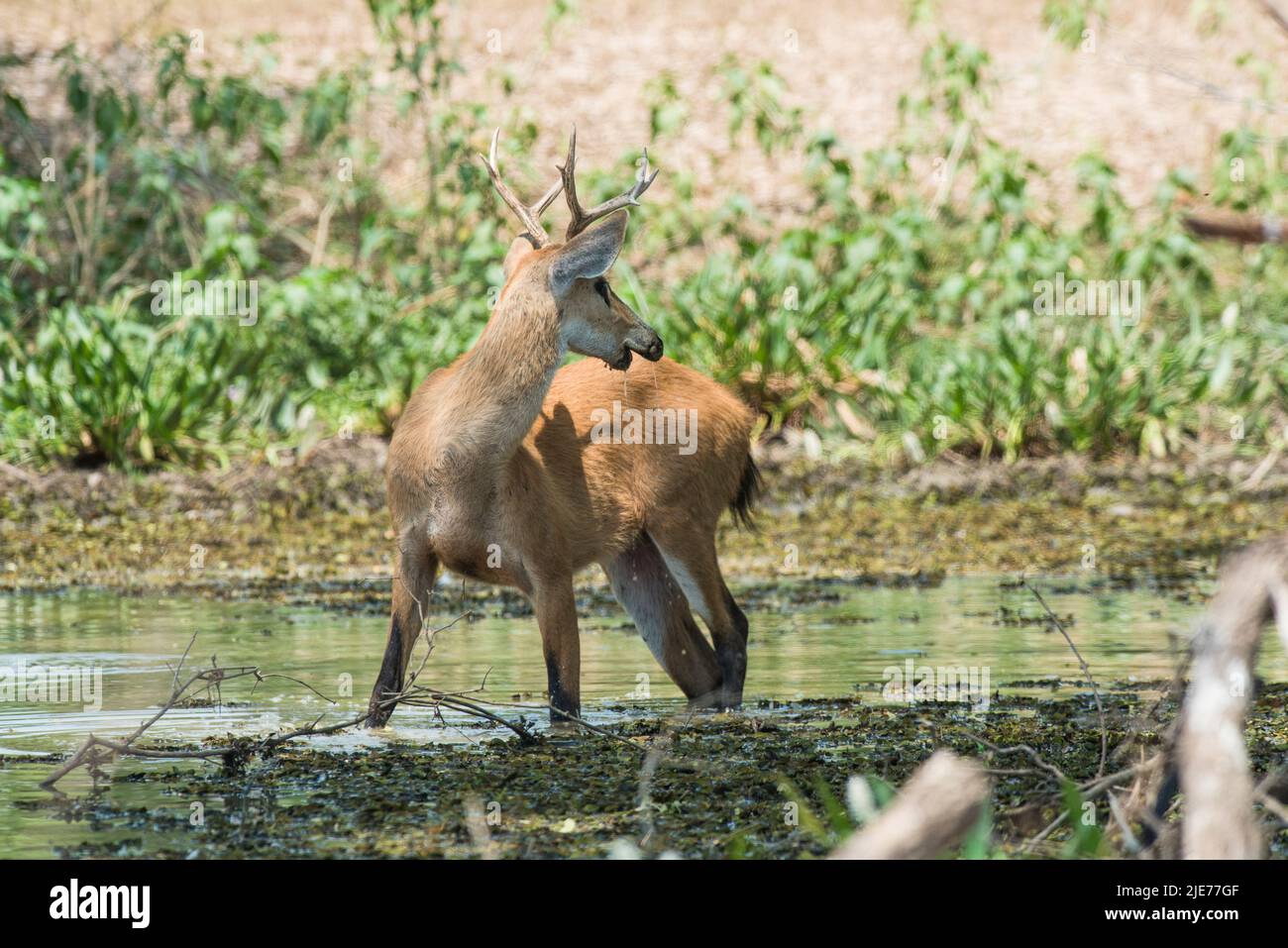 Amazonian deer hi-res stock photography and images - Alamy