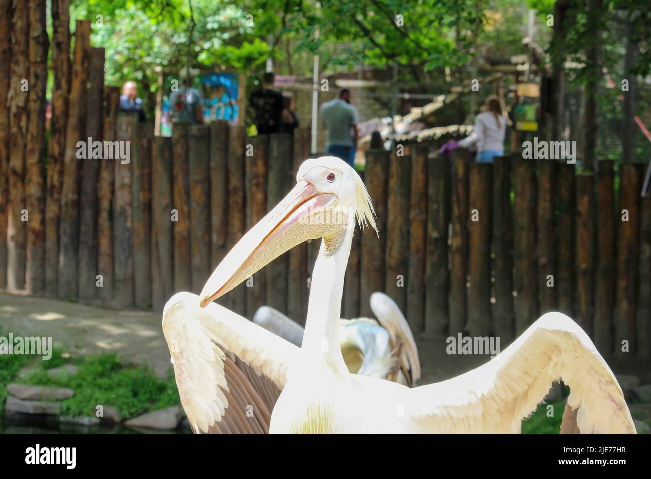 The great white pelican Pelecanus onocrotalus aka the eastern white ...