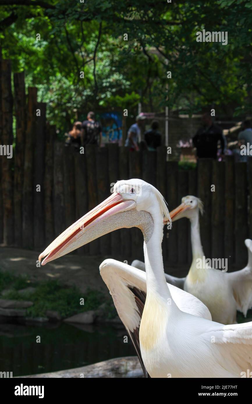The great white pelican Pelecanus onocrotalus aka the eastern white ...