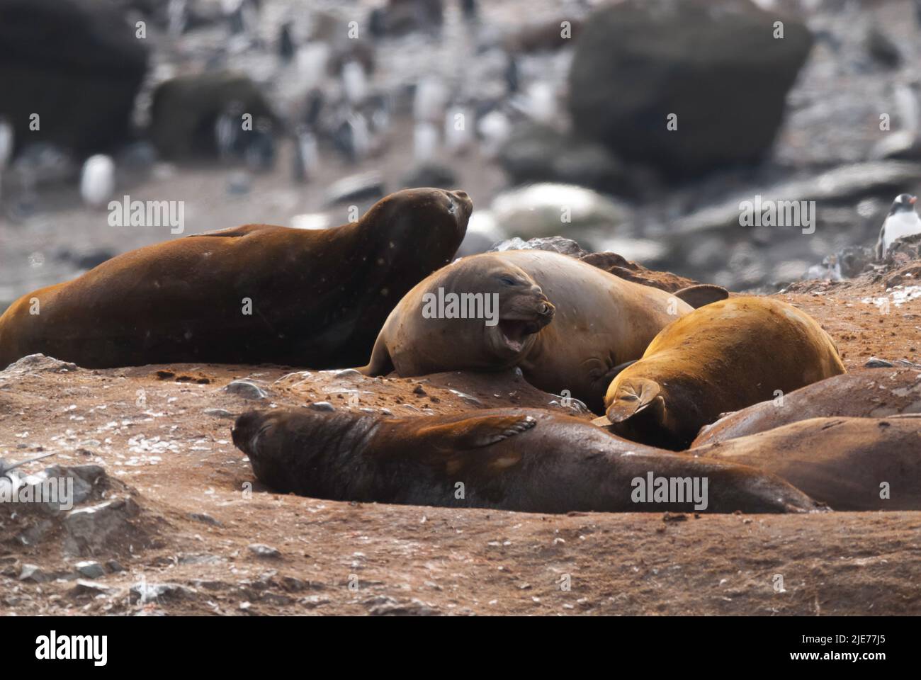 South Atlantic Elephant Seal, in antarctic environment , Hannah Point ...