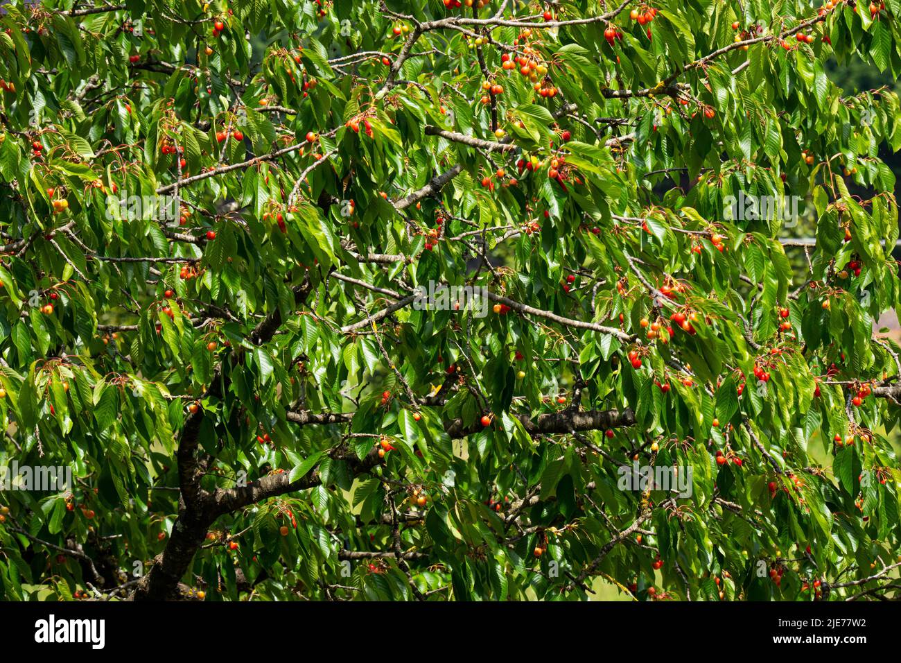 cherry tree with ripe berries in summer Stock Photo - Alamy