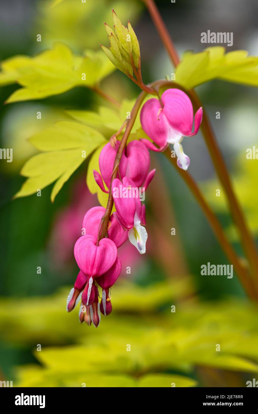 Asian Bleeding-Heart (Lamprocapnos spectabilis) Light Green Leaves in ...