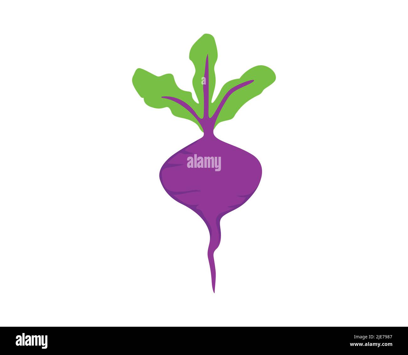 Simple and Creative Beetroot Vector Illustration Stock Vector Image ...
