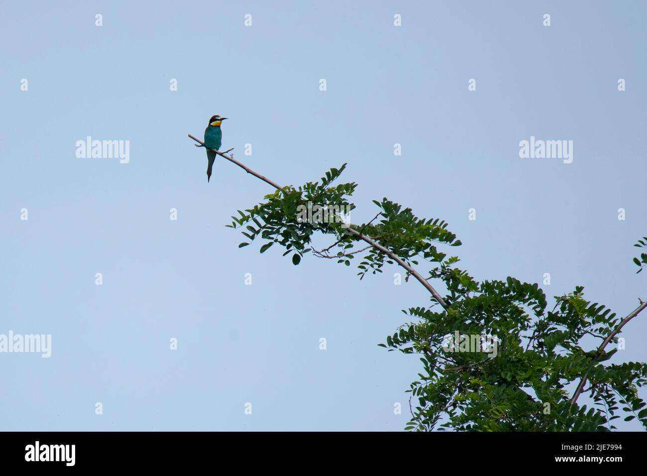 Bee eater bird on hi-res stock photography and images - Alamy