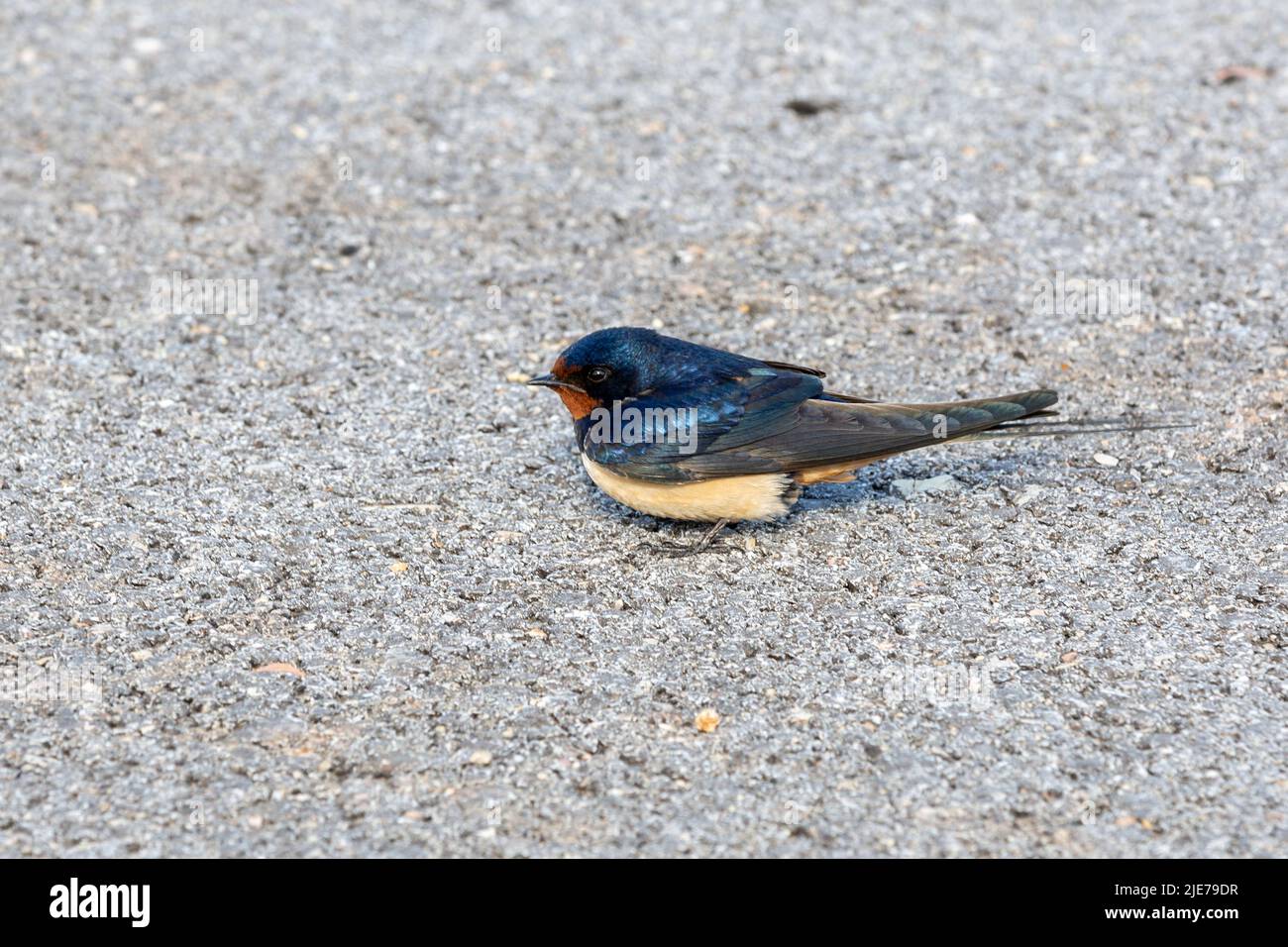 House martin tail hi-res stock photography and images - Alamy