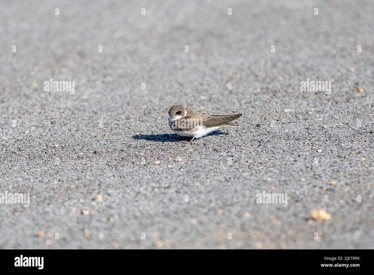 The common house martin (Delichon urbicum), sometimes called the ...