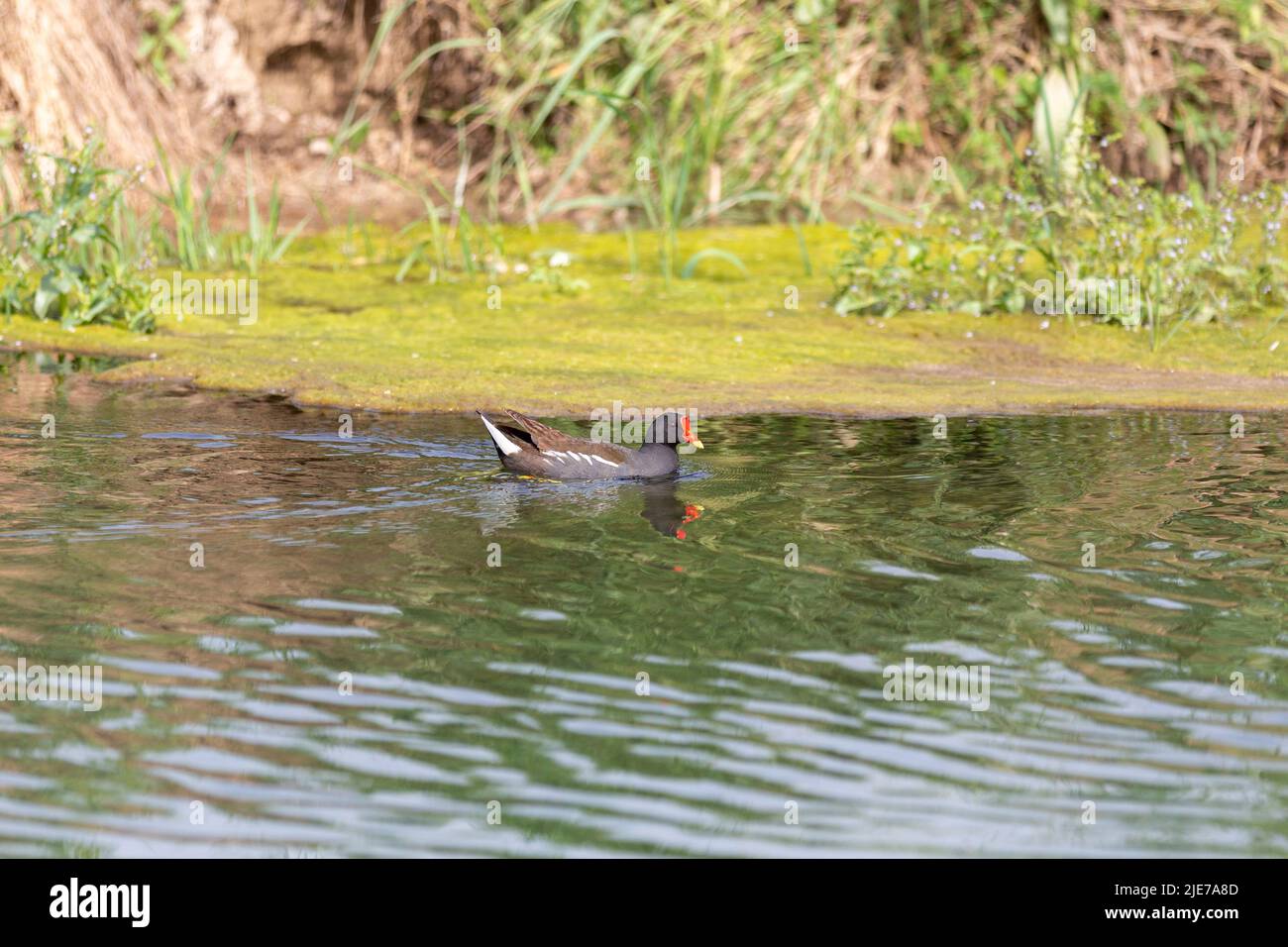 The common moorhen (Gallinula chloropus), also known as the waterhen or ...