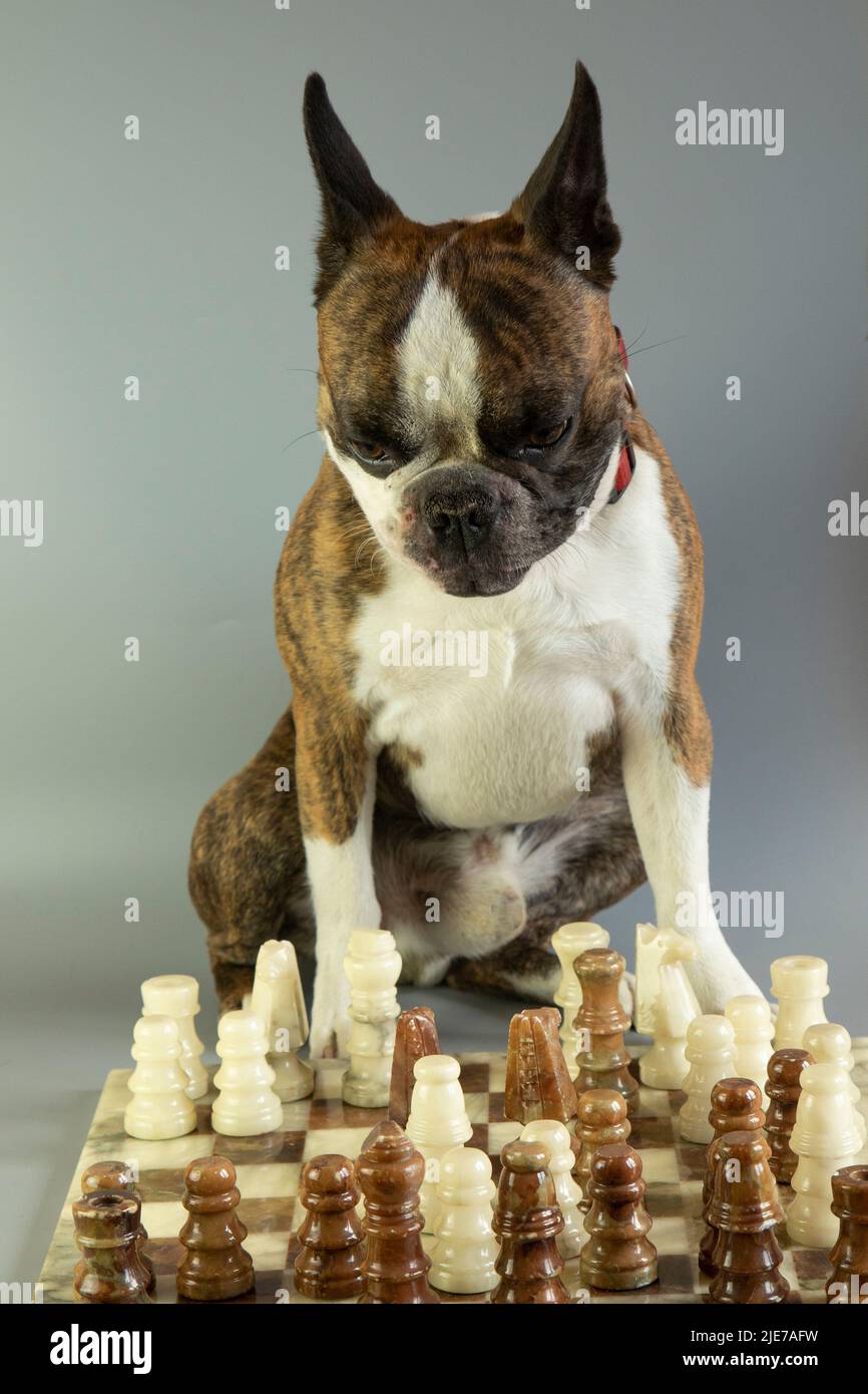 Funny chess pieces hi-res stock photography and images - Alamy