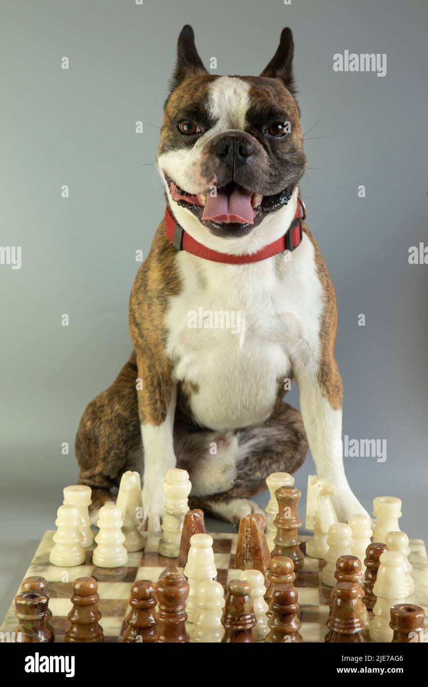 Funny chess pieces hi-res stock photography and images - Alamy