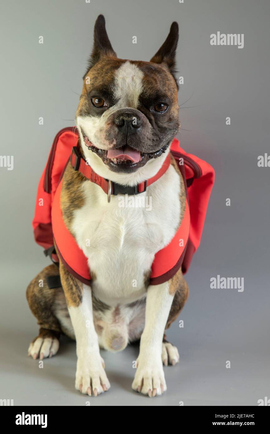 Funny Boston terrier with a backpack ready to travel Stock Photo - Alamy