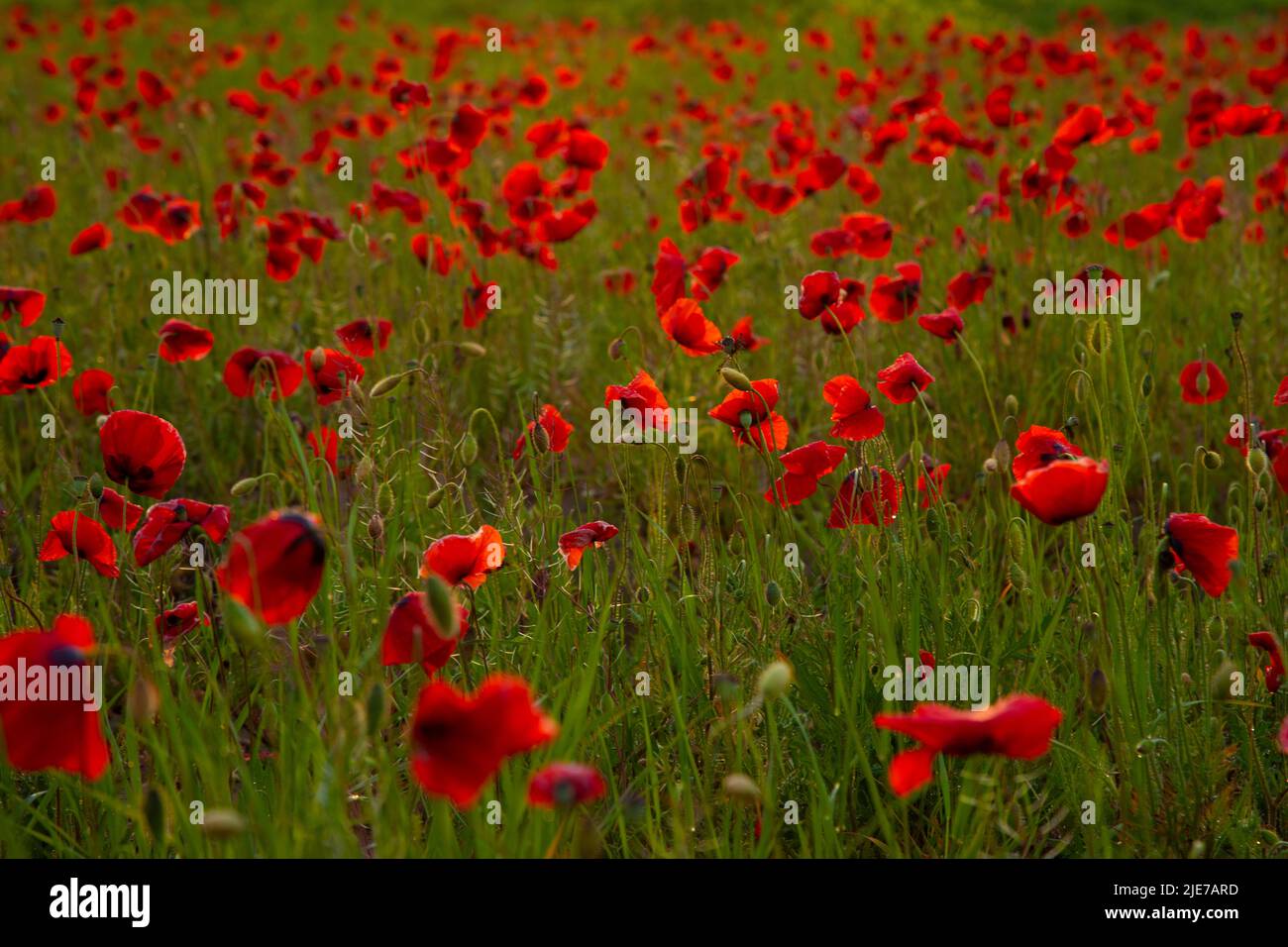 Field red poppies in summer hi-res stock photography and images - Alamy