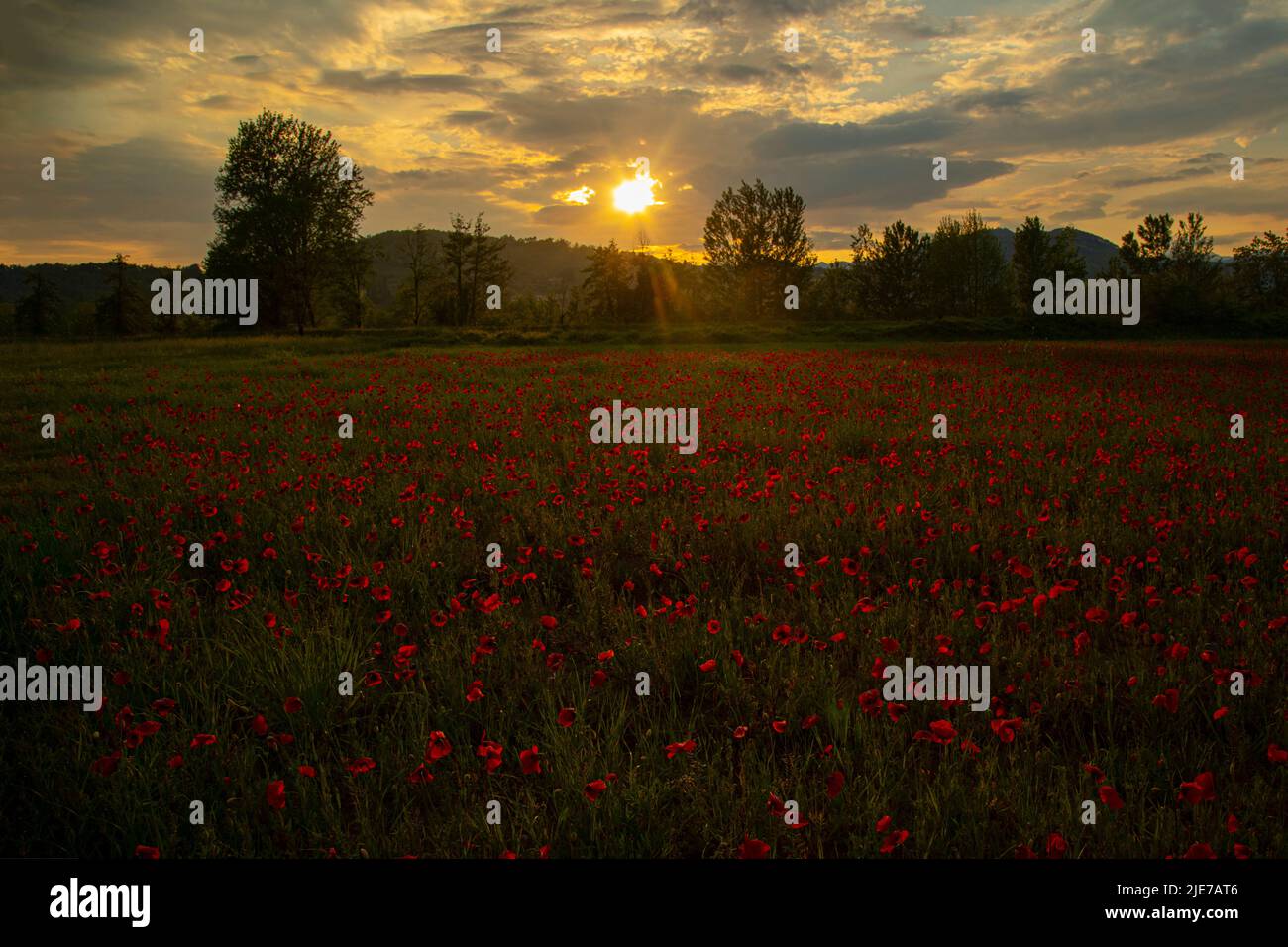 Suggestive of flowers hi-res stock photography and images - Alamy