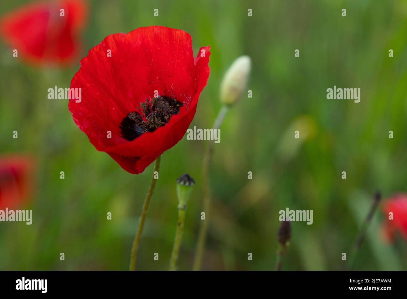 beautiful single red poppy flower on a blur background Stock Photo - Alamy
