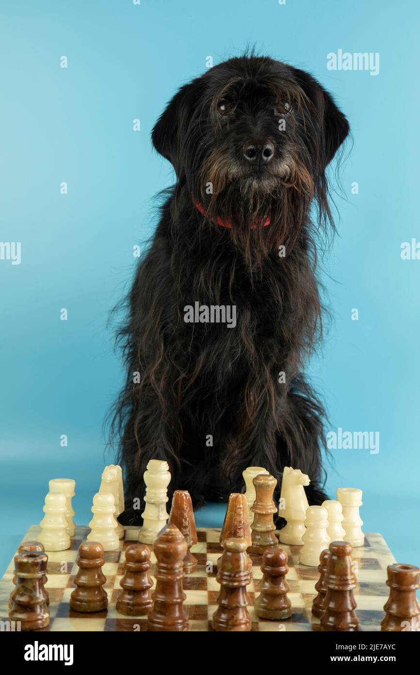 Funny chess pieces hi-res stock photography and images - Alamy
