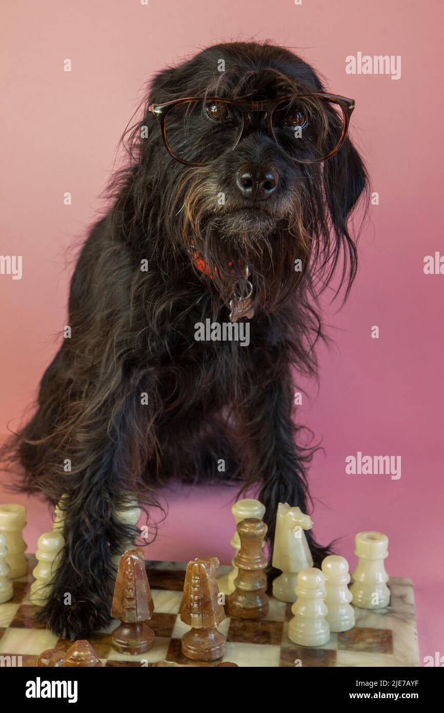 funny Schnauzer playing chess on a pink background Stock Photo - Alamy