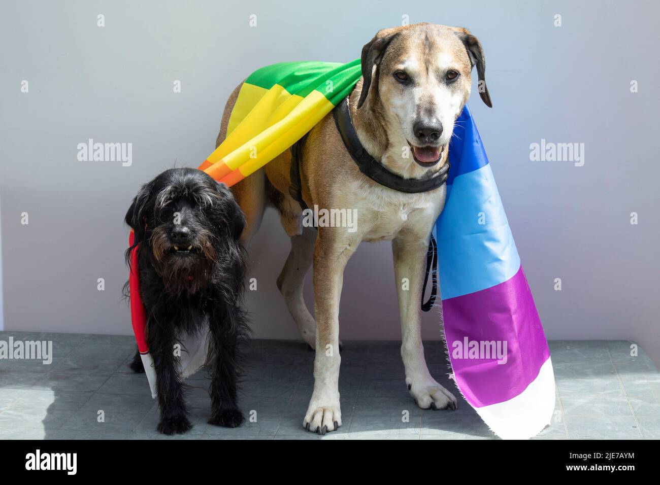 Bisexual symbol hi-res stock photography and images - Alamy