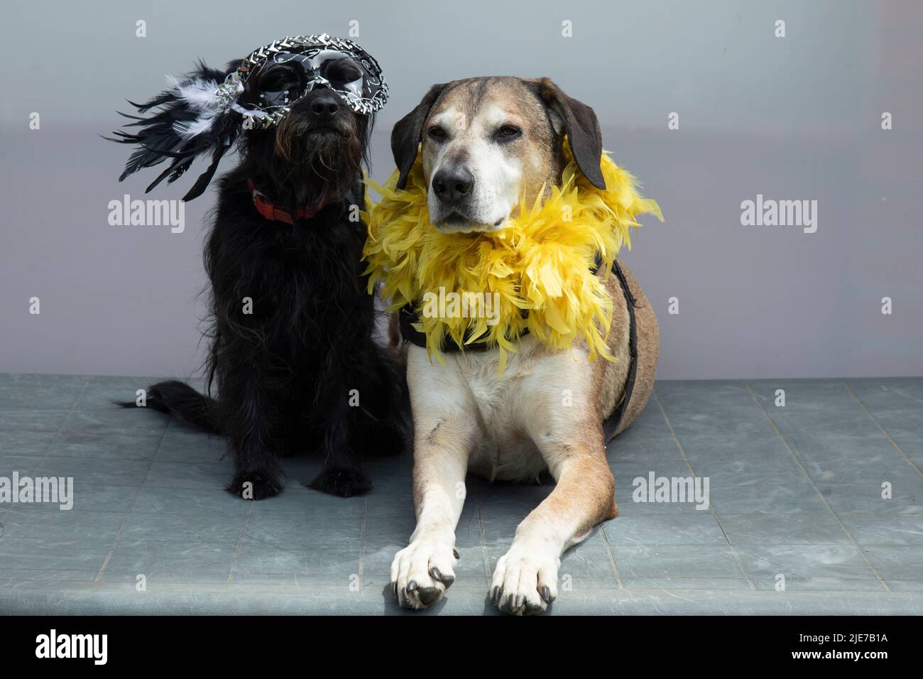 funny big yellow and small black dog in carnival venetian masks e boa ...