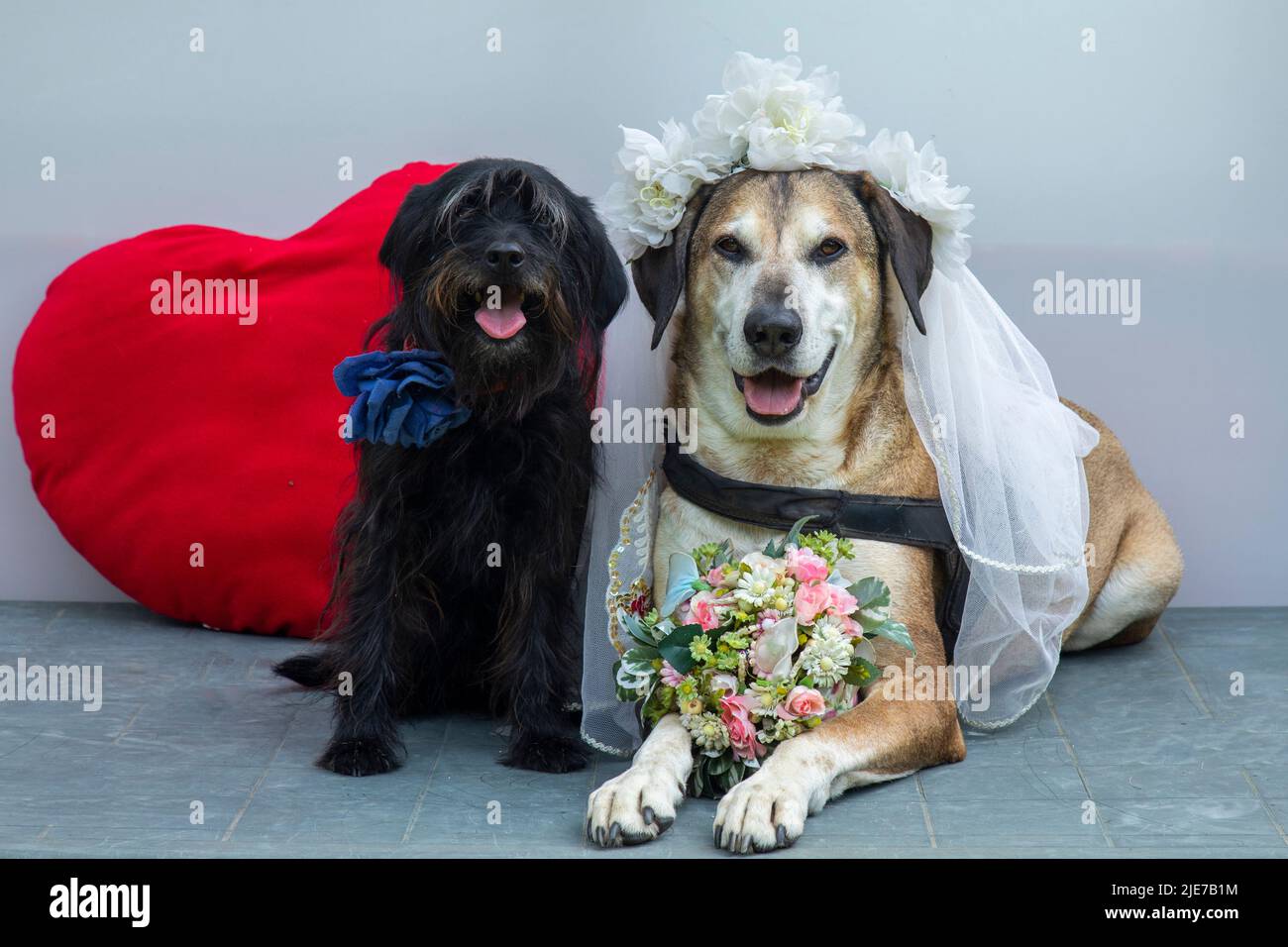 Puppies Getting Married