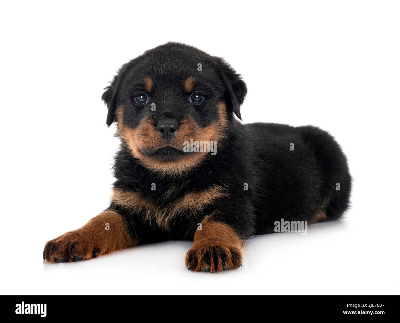 puppy purebred rottweiler in front of white background Stock Photo - Alamy