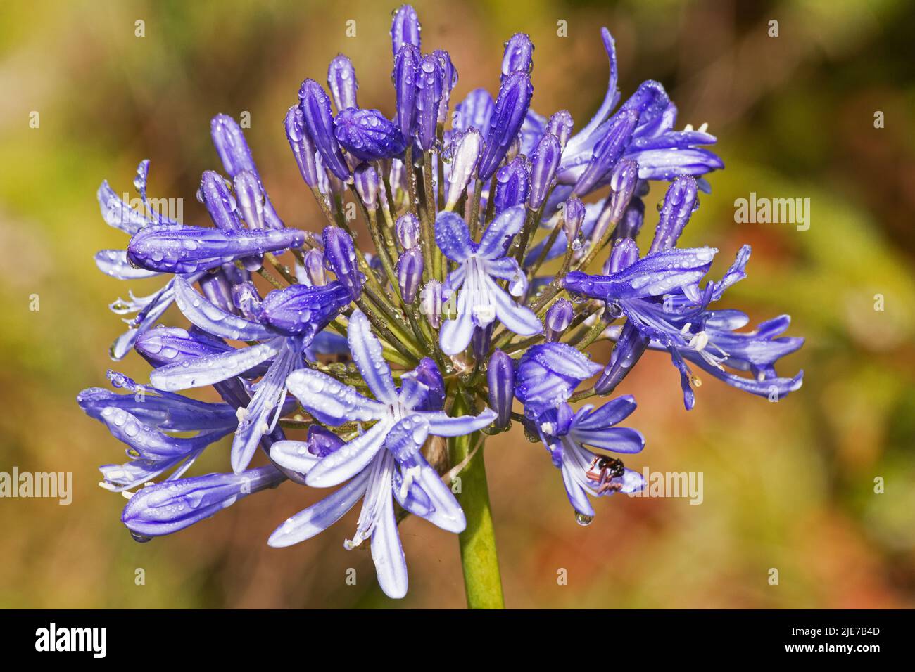 Lily of the Nile plant in bloom in a garden Stock Photo - Alamy