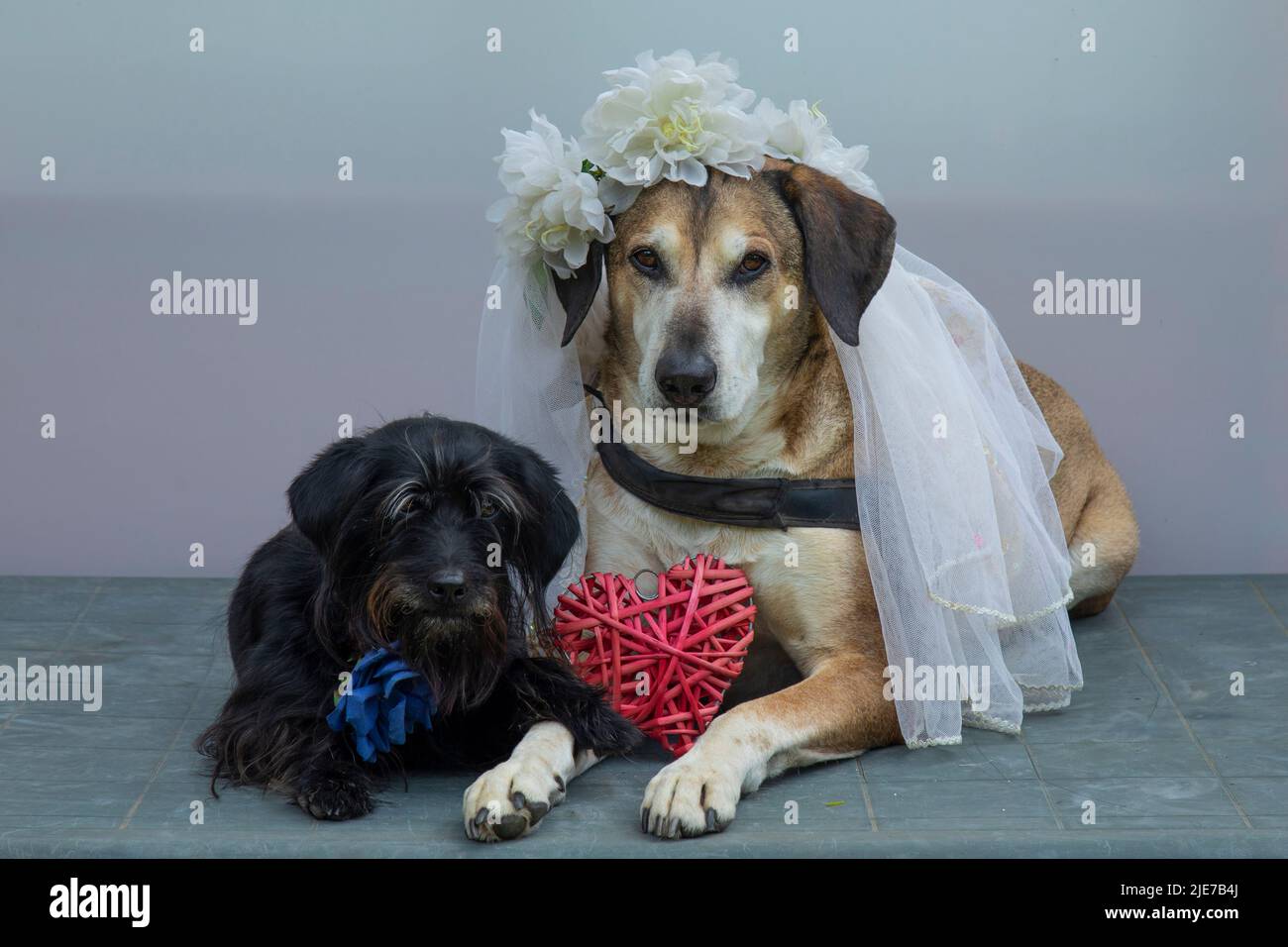 Wedding dog photography, the bride is a yellow mongrel big dog and the ...