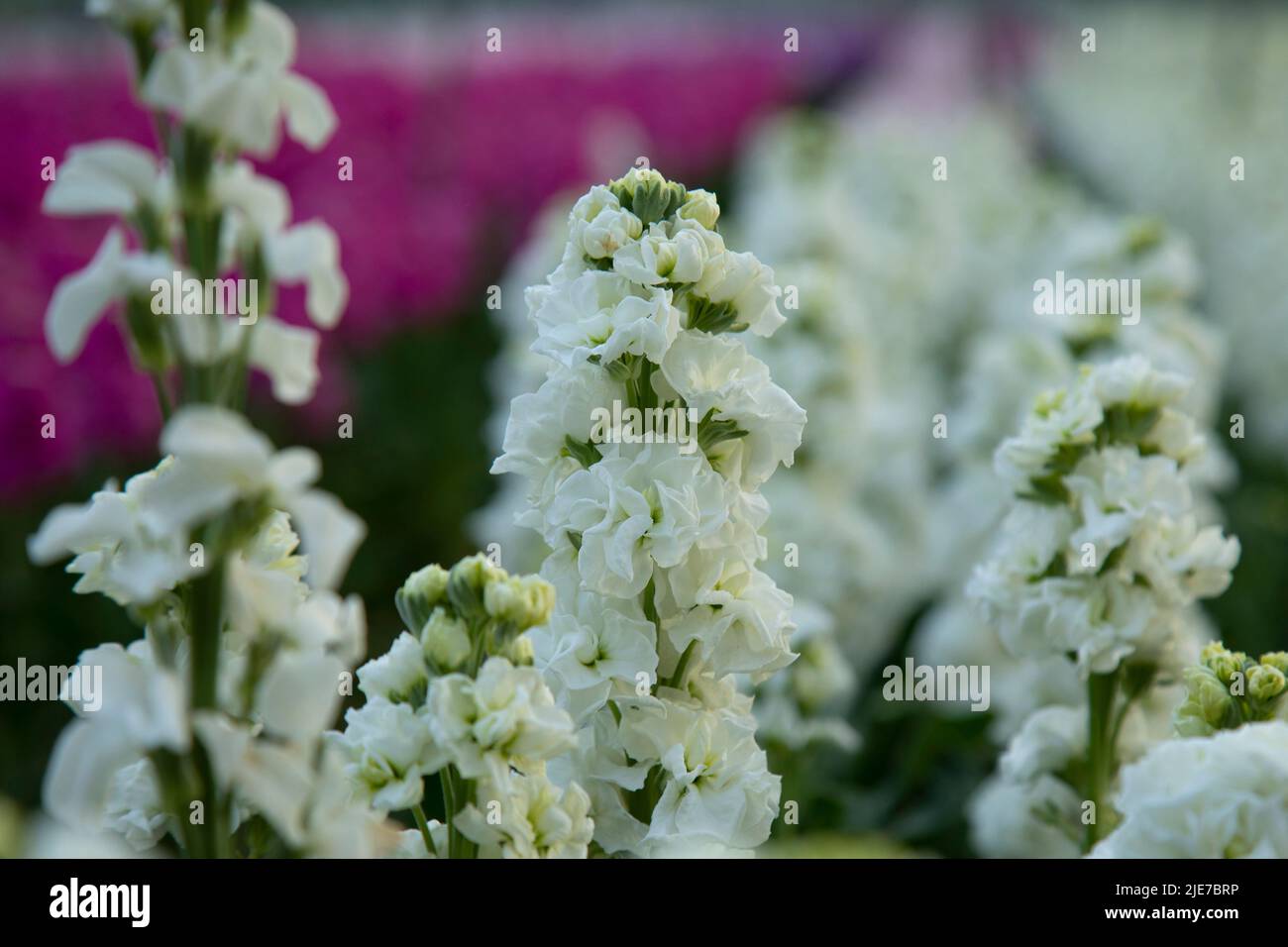 Matthiola incana white hi-res stock photography and images - Alamy