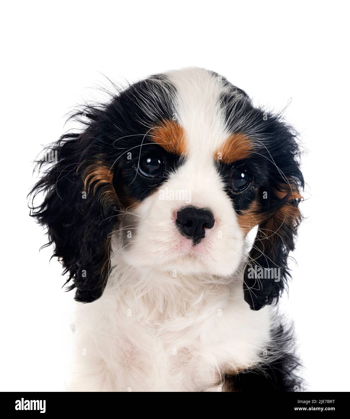 cavalier king charles in front of white background Stock Photo - Alamy