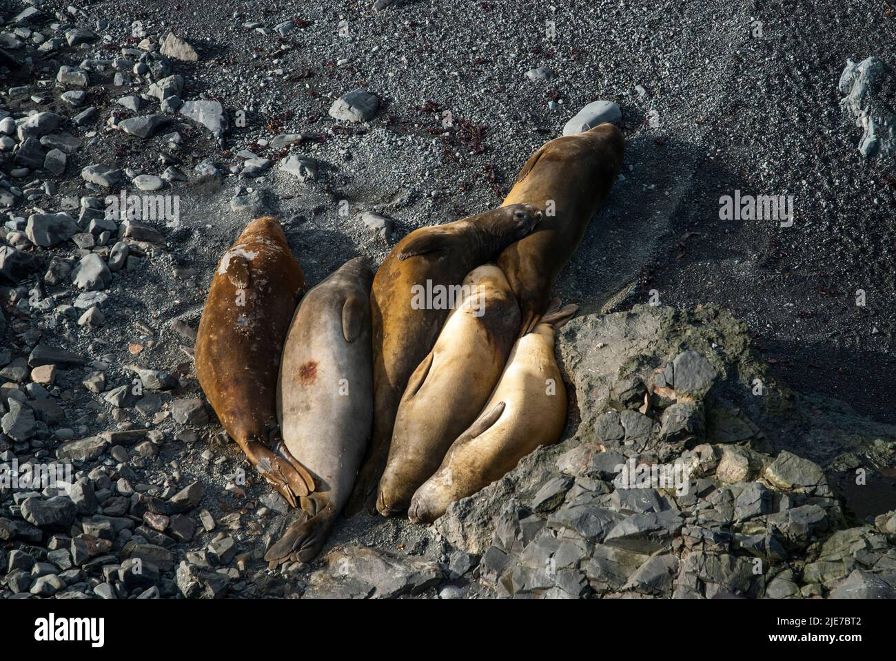 South Atlantic Elephant Seal, in antarctic environment , Hannah Point ...