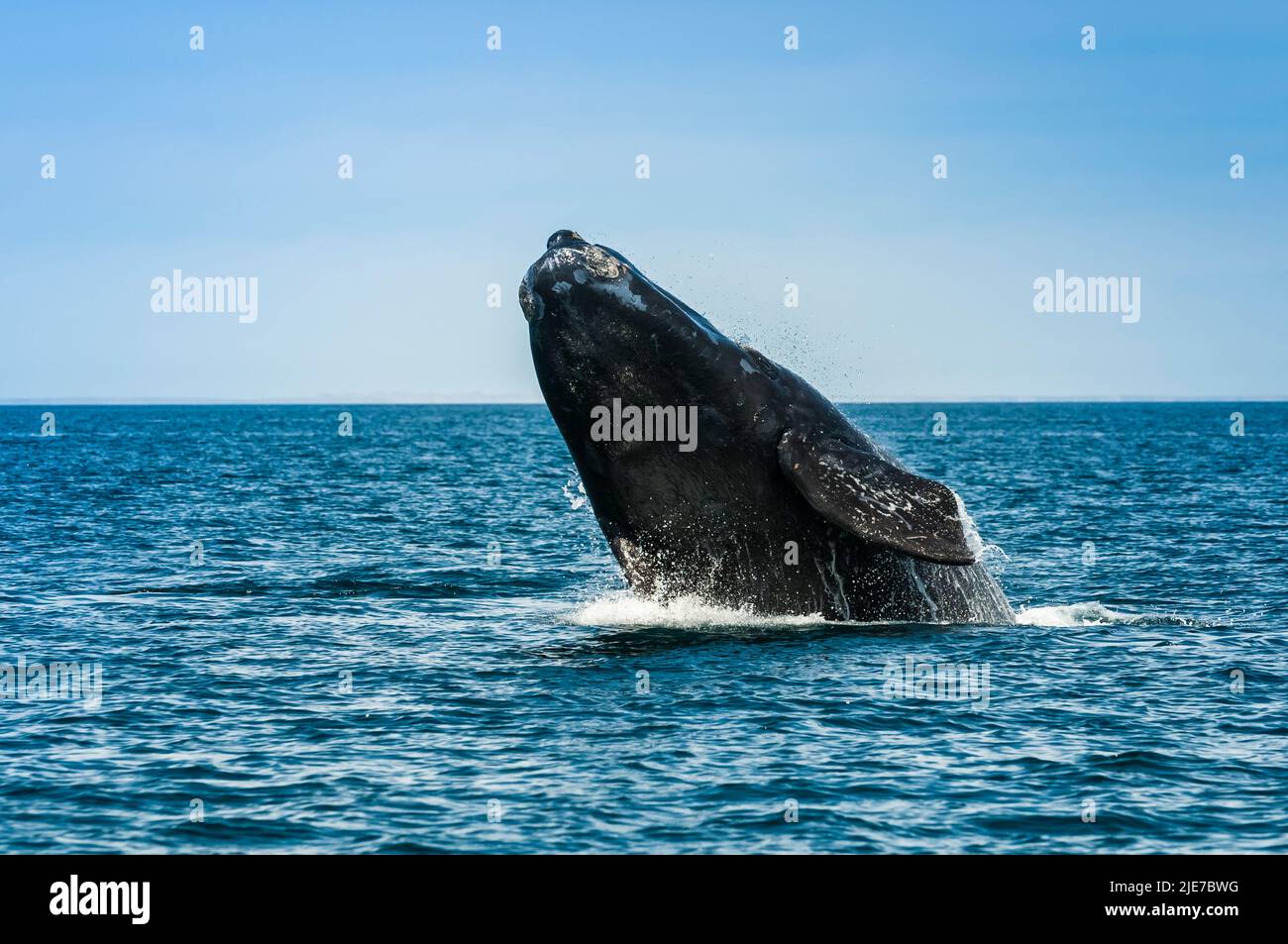 Right Whale jumping , Eubalaena Autralis, Glacialis, Patagonia ...