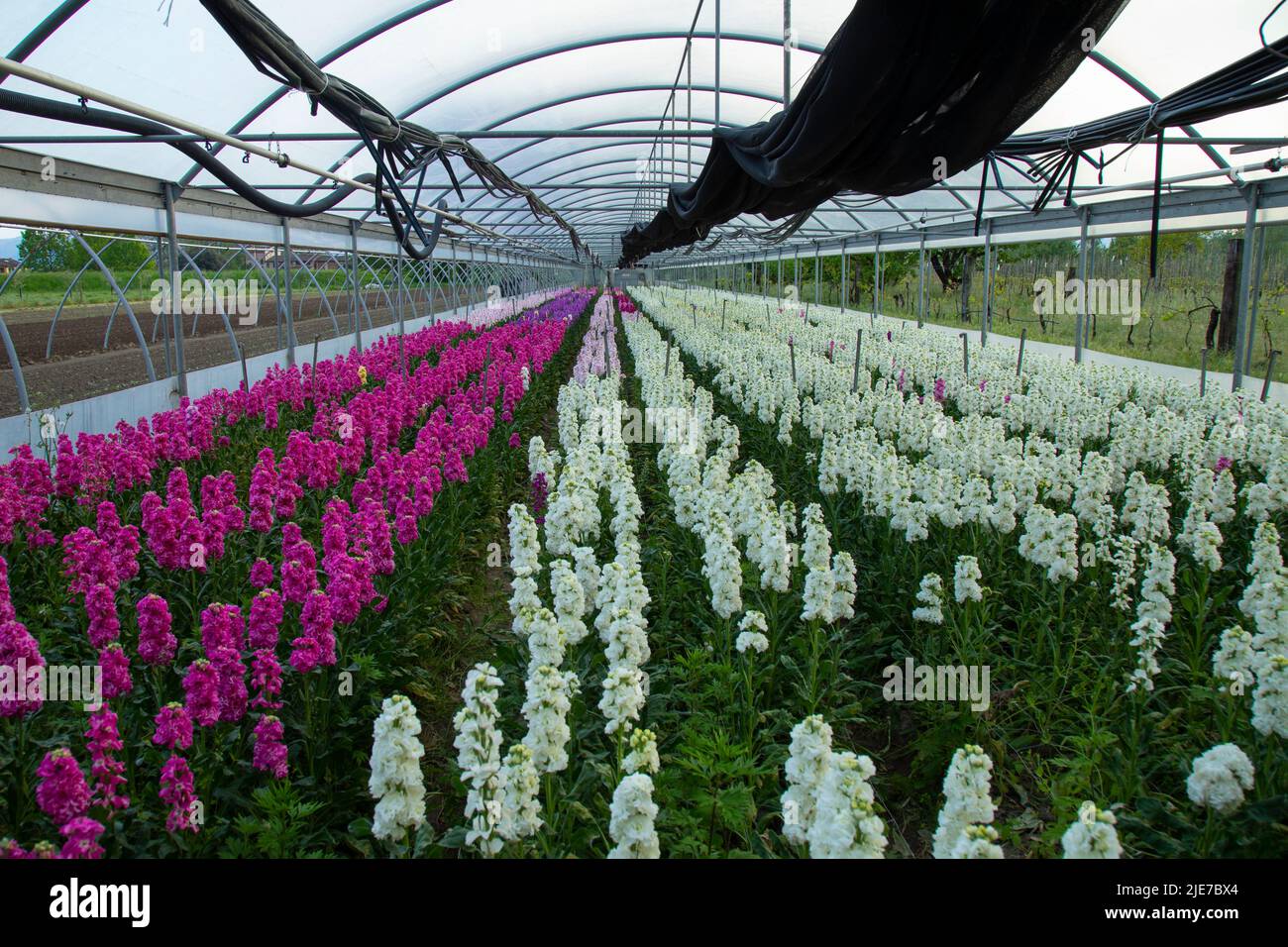 Large greenhouse with pink and white Matthiola Incana flowers Stock ...