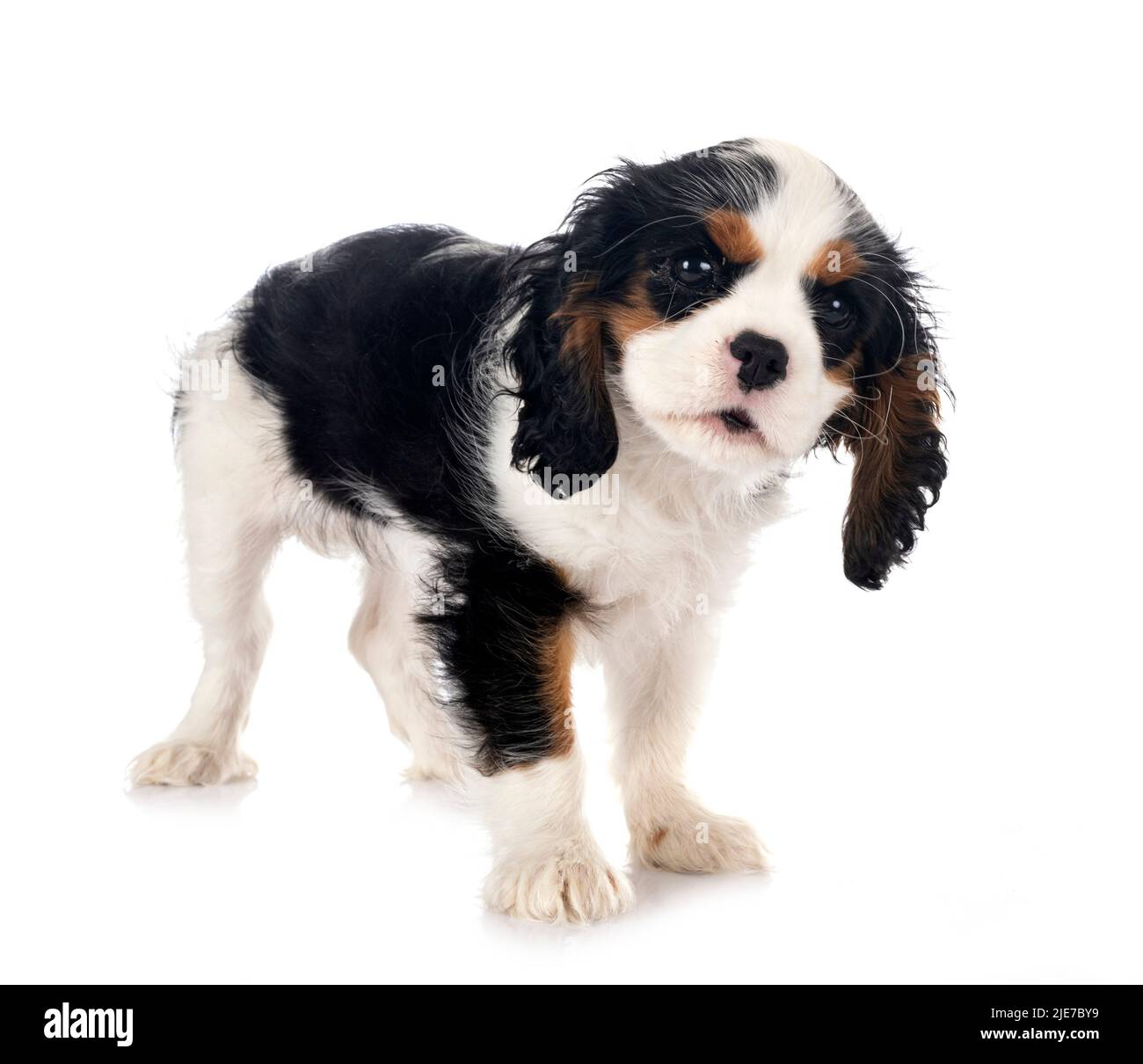 cavalier king charles in front of white background Stock Photo - Alamy