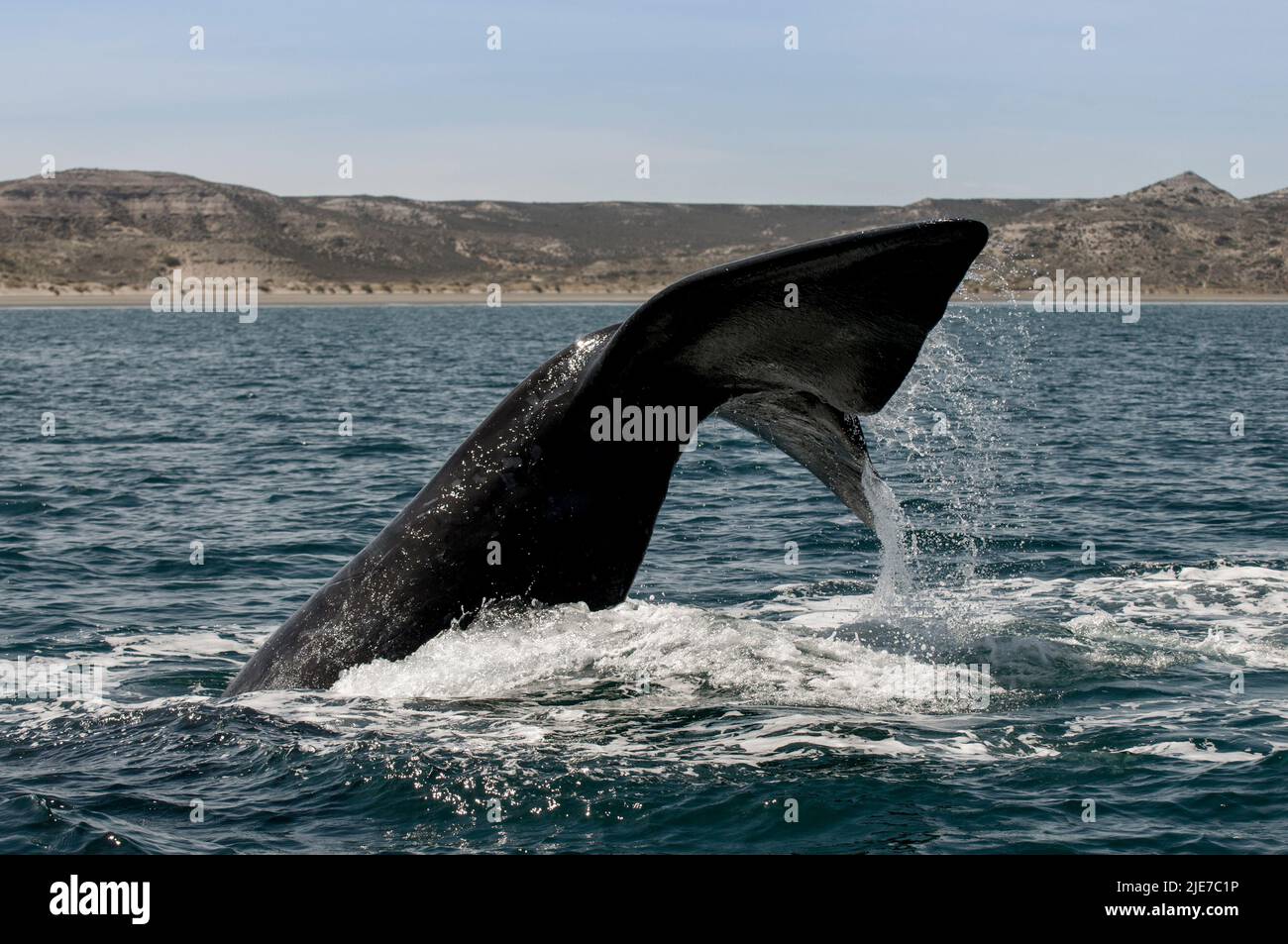 Southern Right whale tail, Peninsula Valdes, World Heritage Site ...