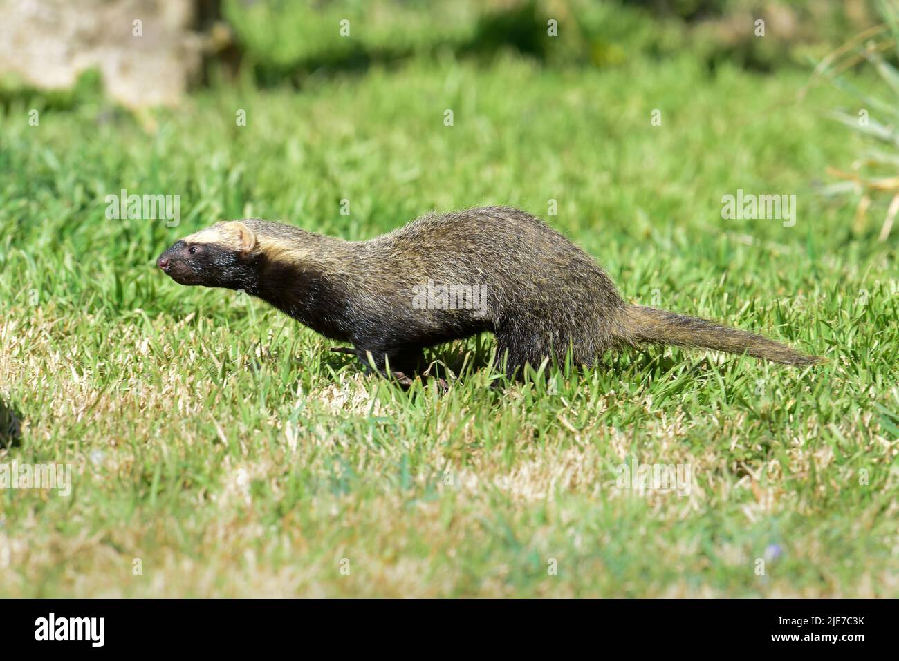 Little grison, in Pampas grassland environment, La Pampa Province ...