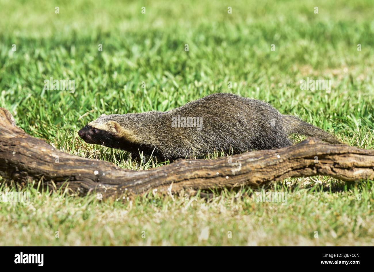 Hunter species hi-res stock photography and images - Alamy