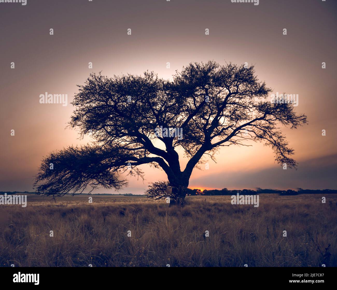Calden tree, Prosopis Caldenia, in Pampas environment, La Pampa ...