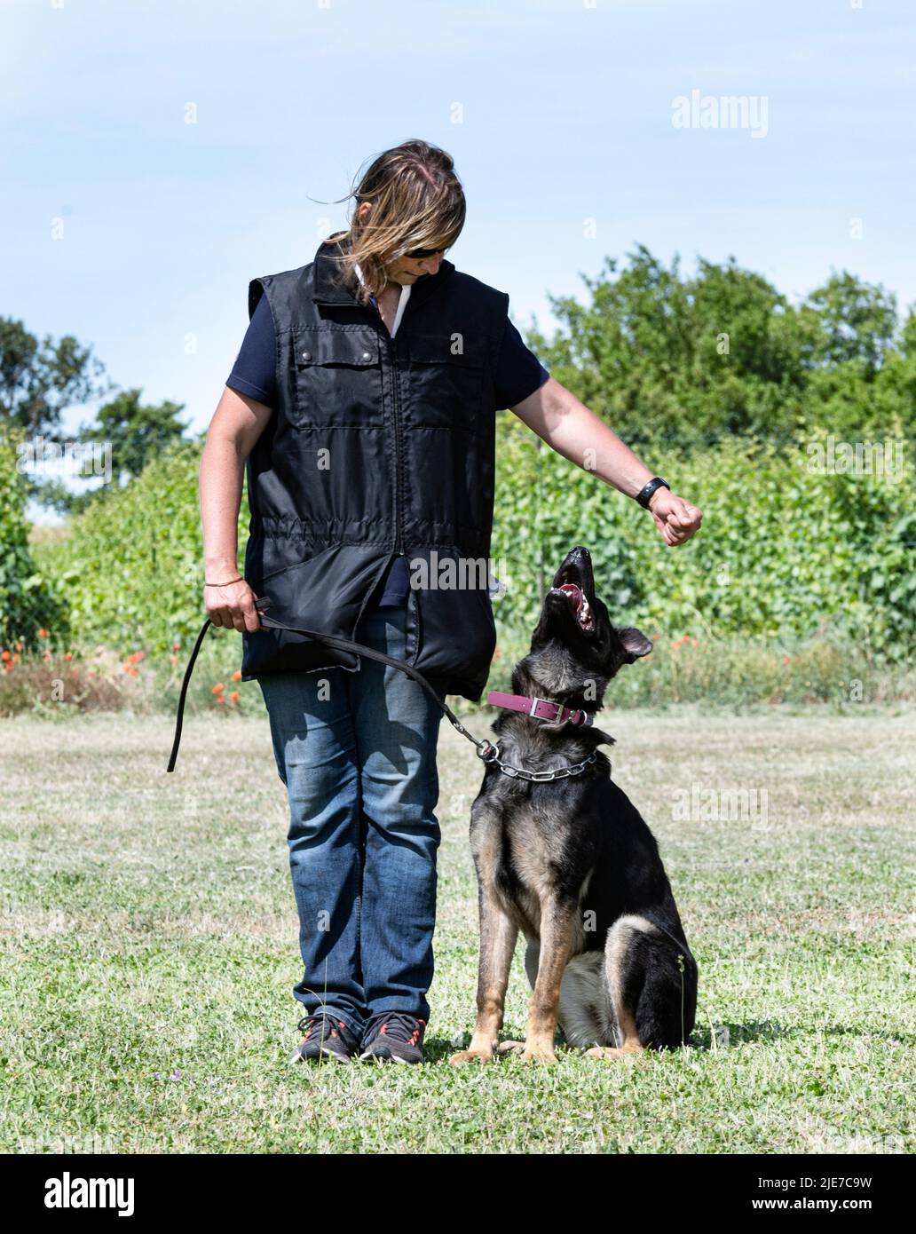 gray german shepherd training for competition of obedience Stock Photo ...