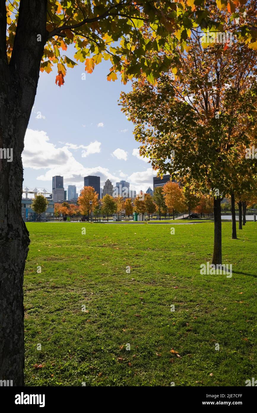 Montreal skyline through trees in autumn, Old Port of Montreal, Quebec ...
