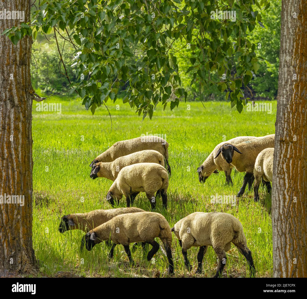 A group of sheep on a pasture stand next to each other. A small herd of ...