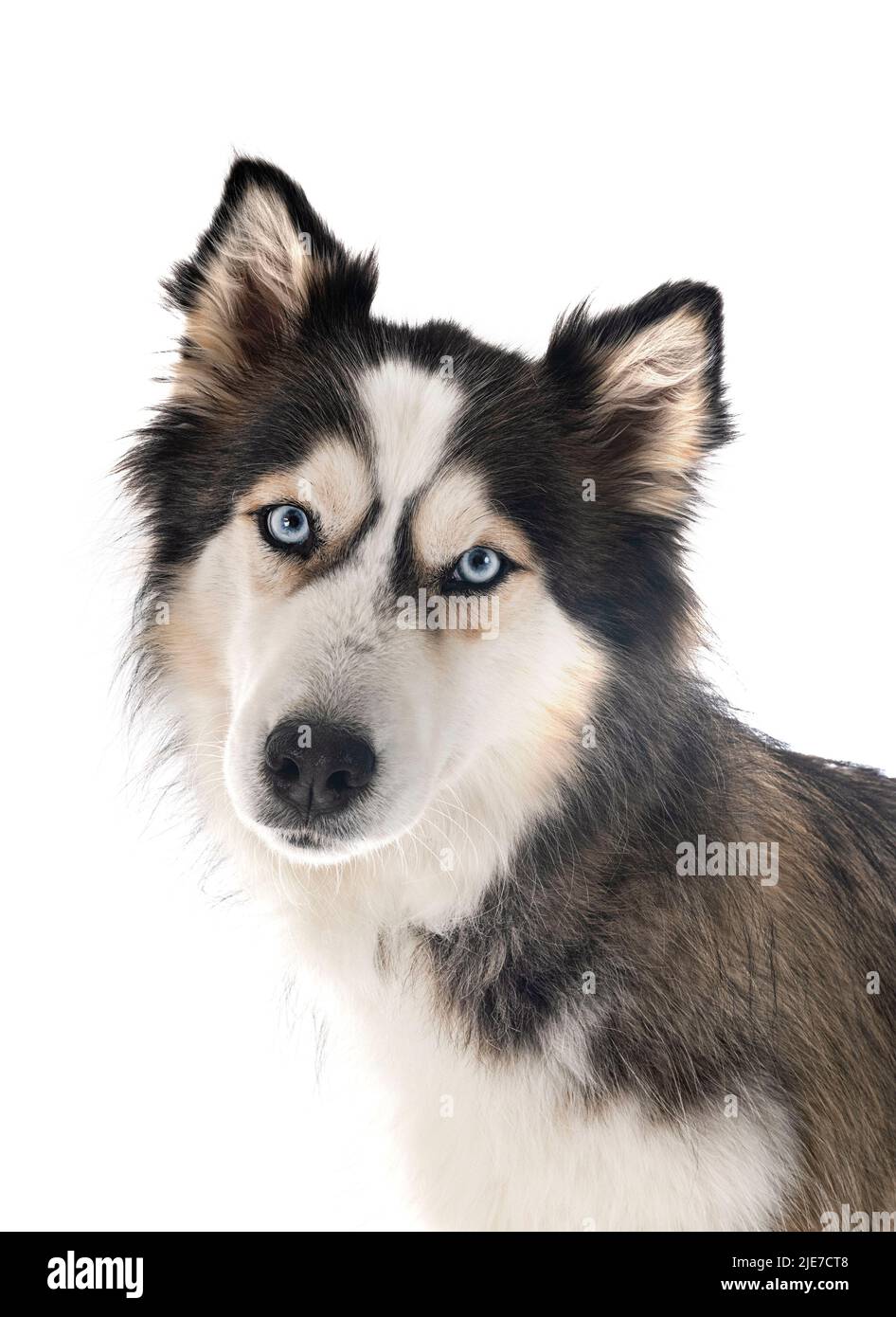 siberian husky in front of white background Stock Photo - Alamy