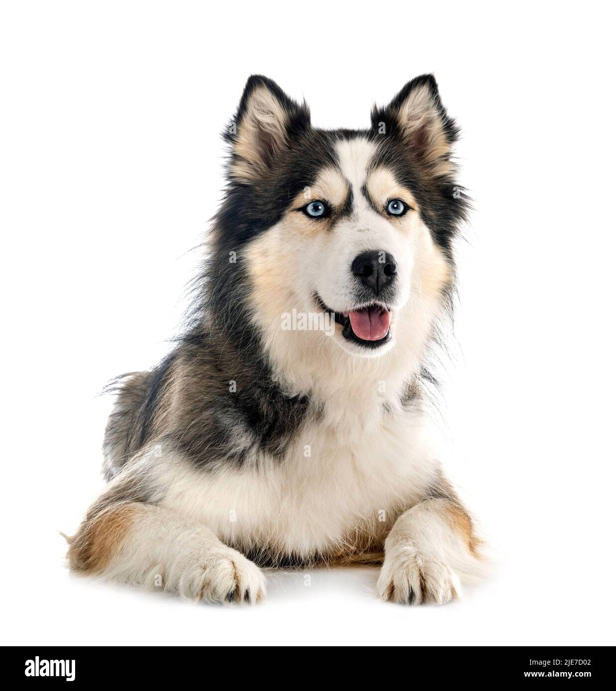 siberian husky in front of white background Stock Photo - Alamy