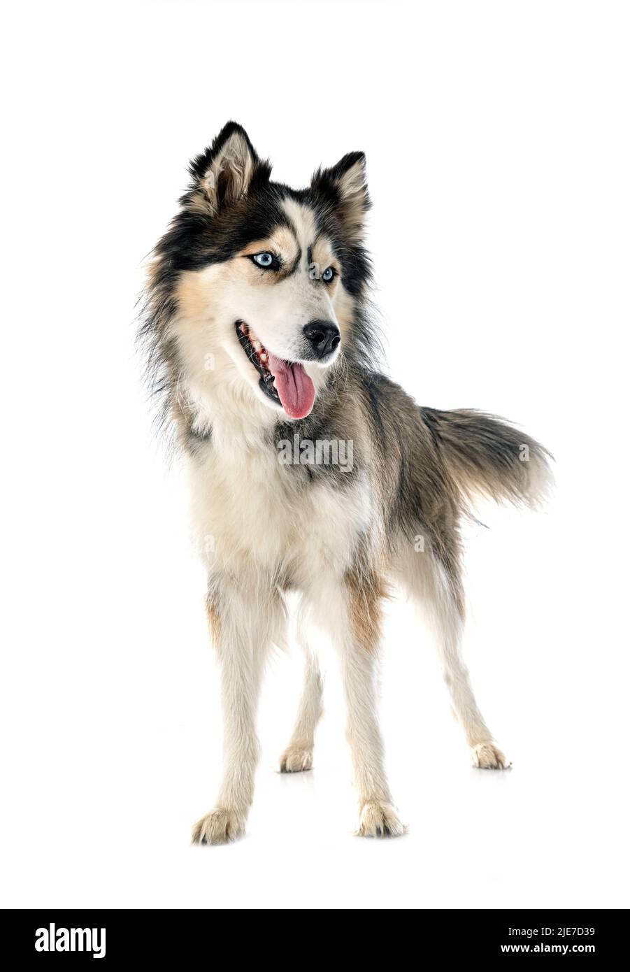 siberian husky in front of white background Stock Photo - Alamy